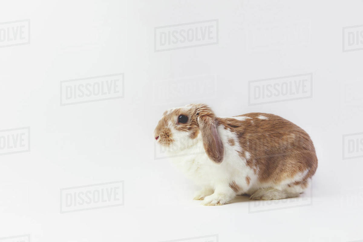 Studio shot of sitting brown and white rabbit - Stock Photo - Dissolve