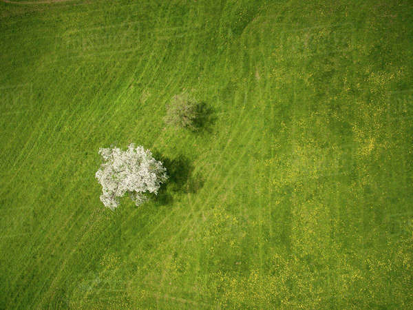 Top view of green field with trees, Germany - Stock Photo - Dissolve