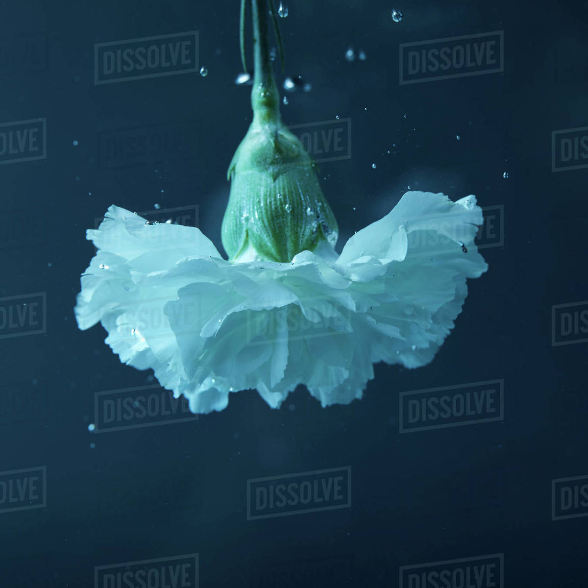 Close up view of carnation flower with bubbles in water - Royalty-free ...