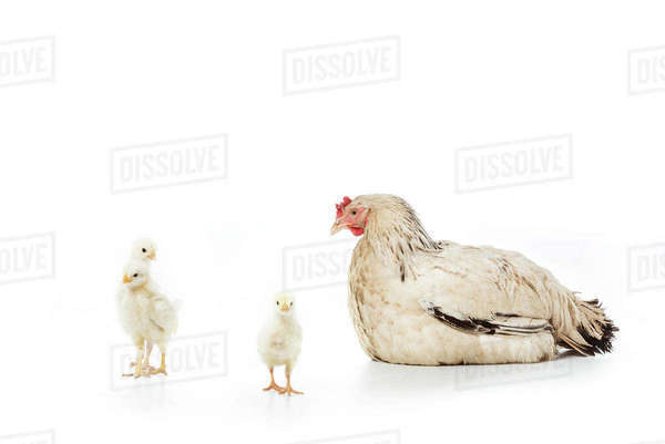 Hen looking at cute little chickens isolated on white - Royalty-free ...