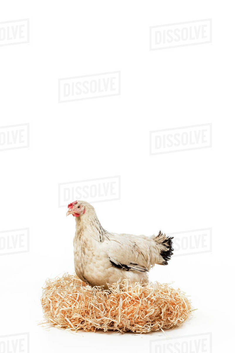 White hen sitting on nest with eggs isolated on white - Stock Photo ...