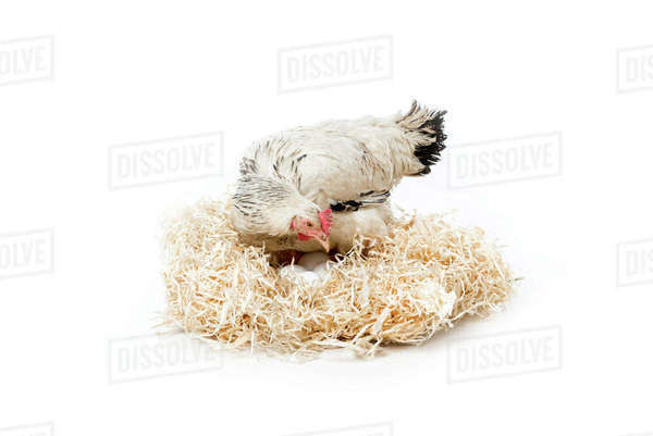 Hen sitting on nest with eggs isolated on white - Stock Photo - Dissolve
