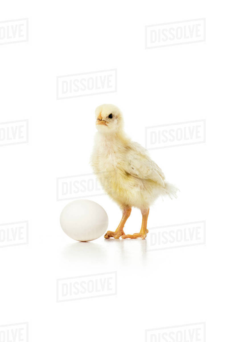 Close-up view of adorable little chicken with egg isolated on white ...