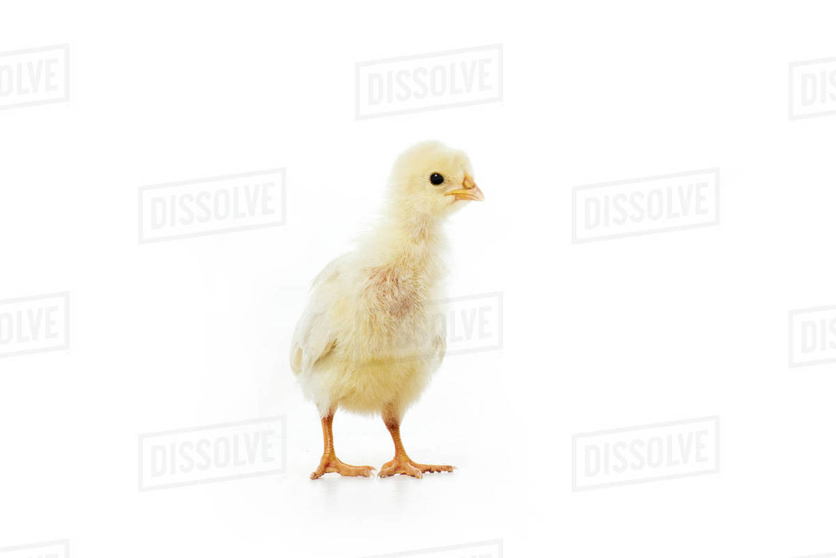 Close-up view of adorable little chicken isolated on white - Royalty ...