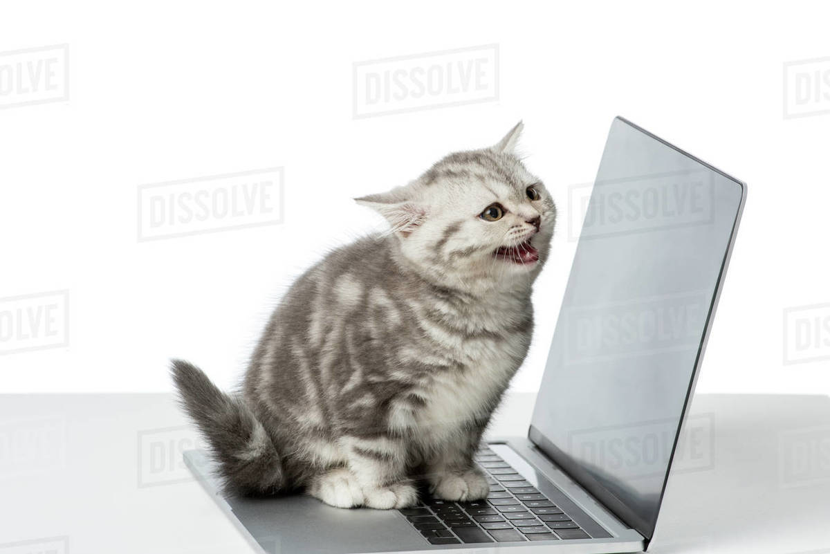 Adorable little kitten sitting on laptop with blank screen on table top ...