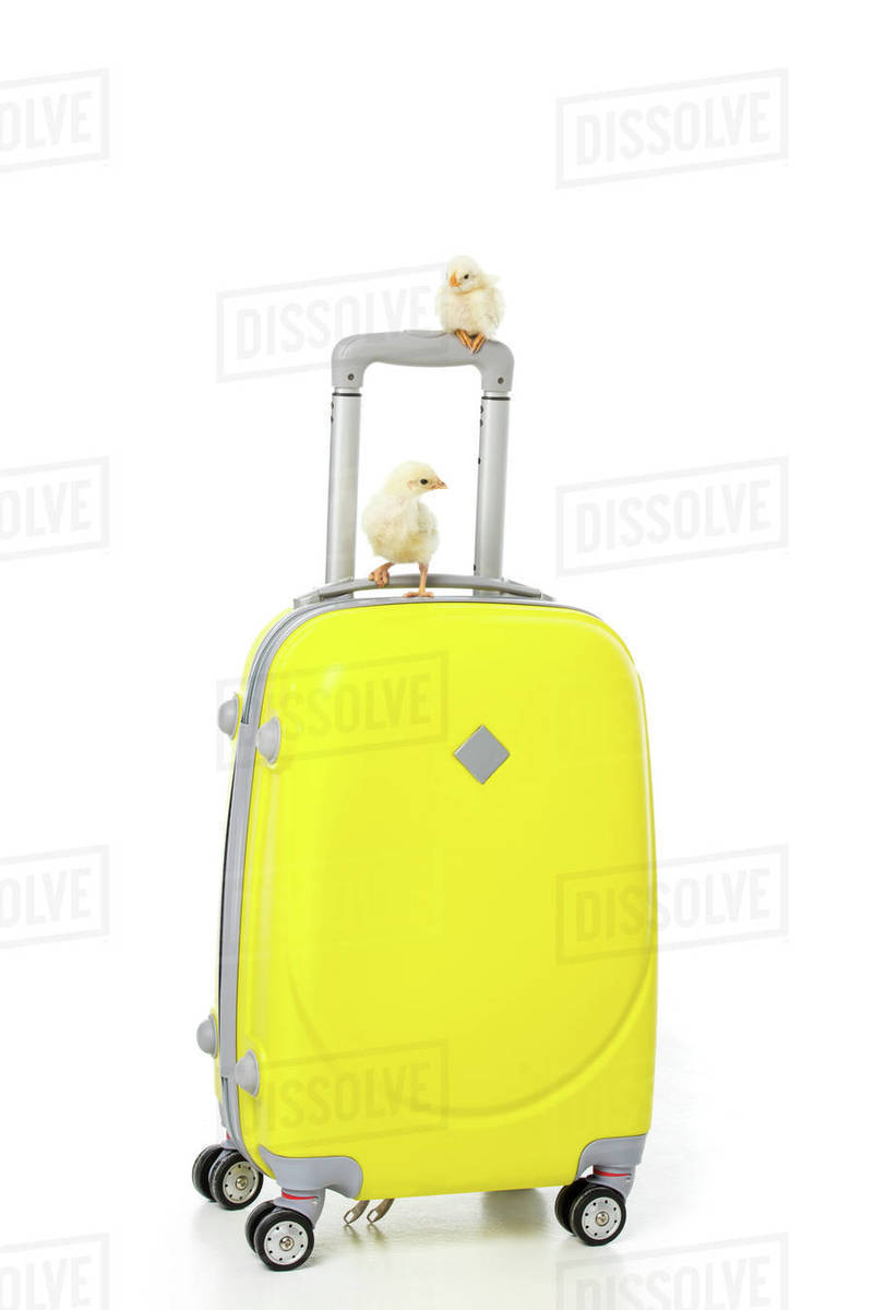 Cute little chickens on yellow suitcase isolated on white - Royalty ...