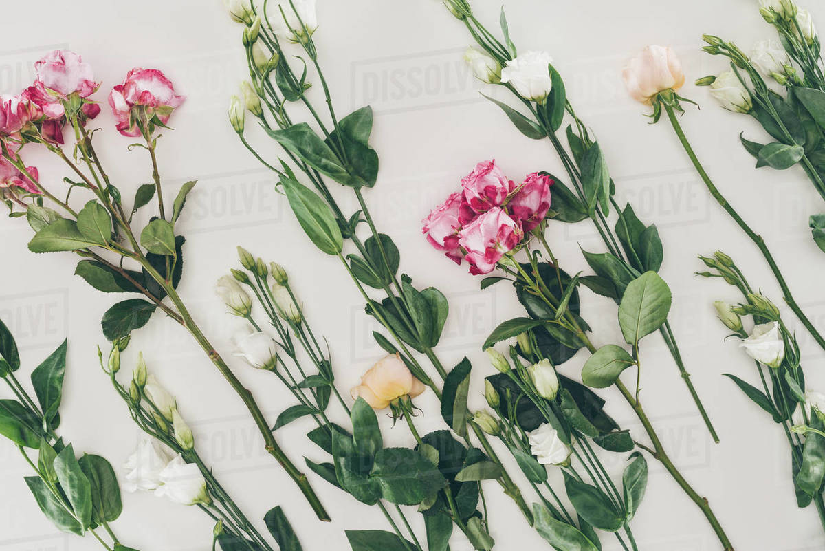 Beautiful tender flowers with green leaves on grey - Stock Photo - Dissolve