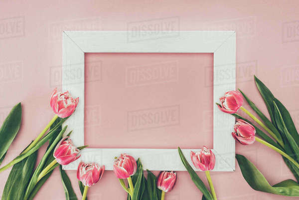 Beautiful pink tulip flowers and empty white frame on pink - Royalty ...