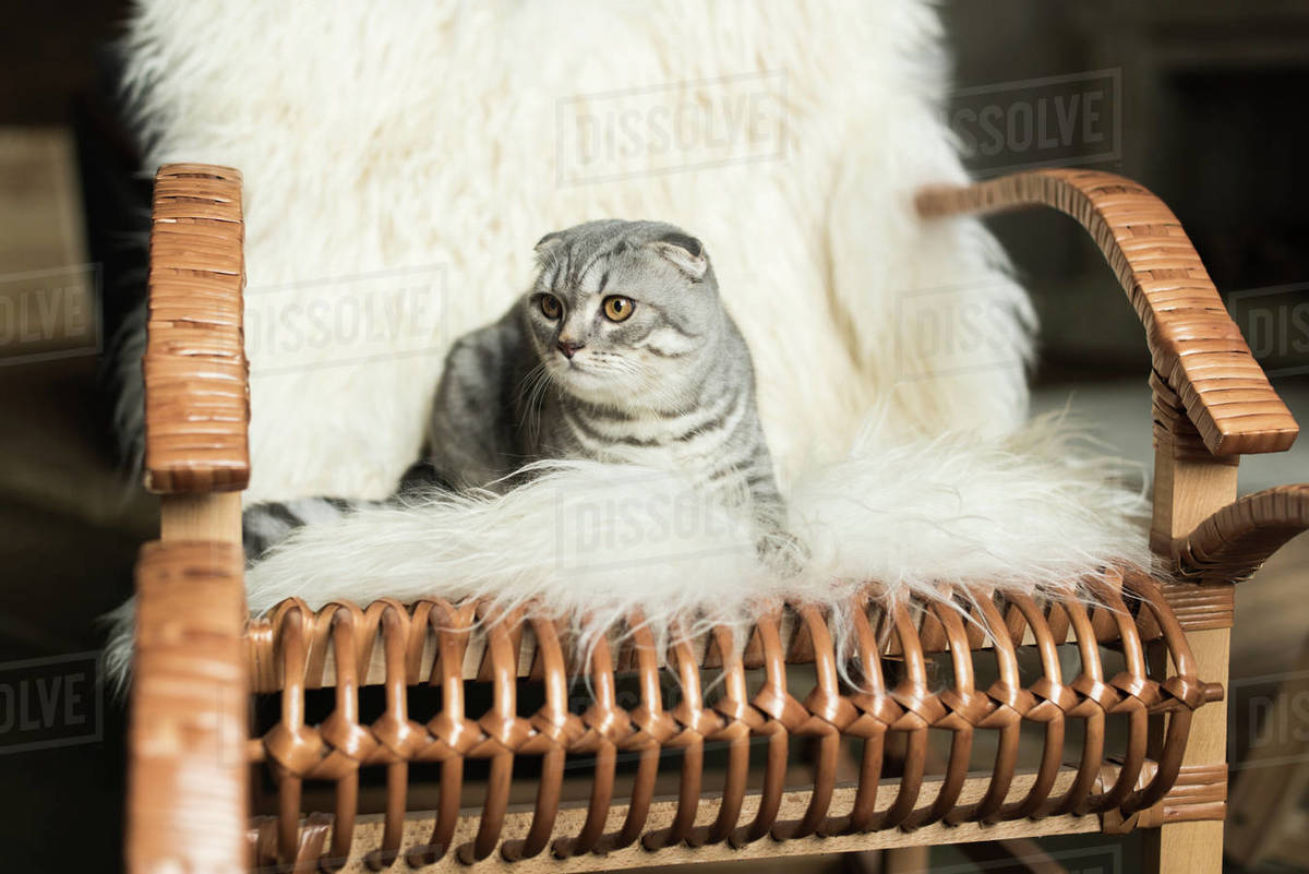 fluffy scottish fold cat lying on rocking chair with woolly blanket ...