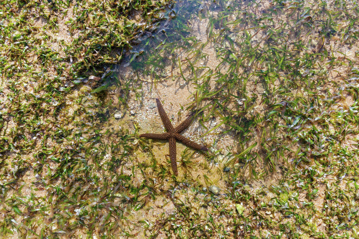 Close up view of sea star on sand in water - Royalty-free Stock Photo ...