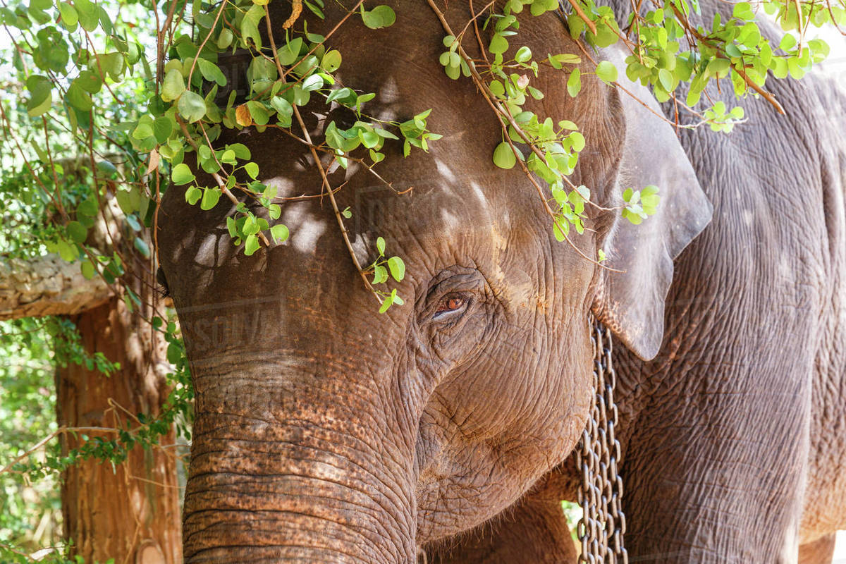 Close up view of wild elephant standing under tree twigs, Asia, sri ...