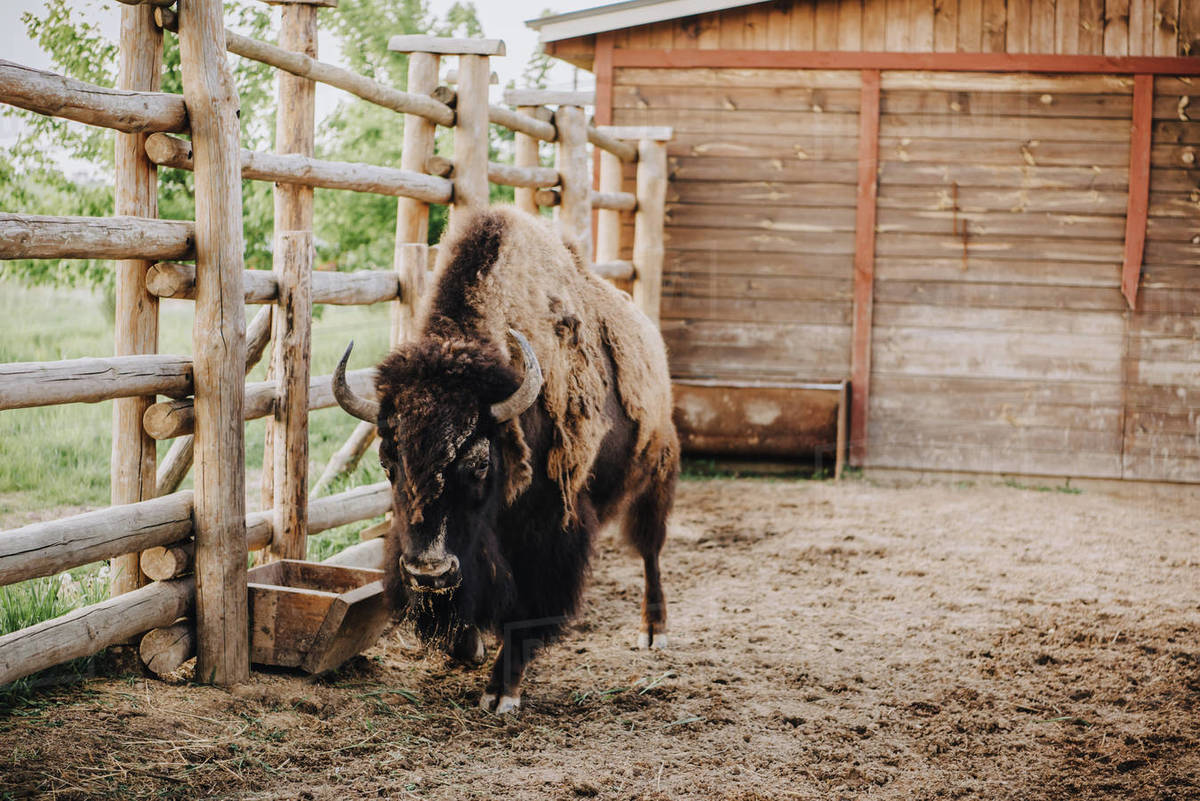 Close up view of bison grazing in corral at zoo - Royalty-free Stock ...