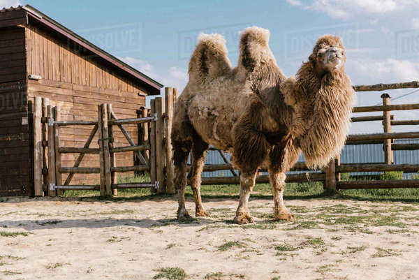 Close up shot of two humped camel standing in corral at zoo - Royalty ...