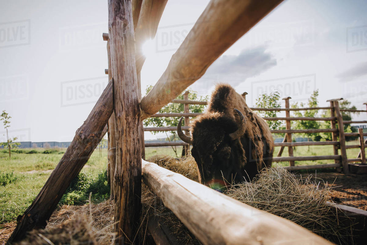 Close up view of bison eating dry grass in corral against sunlight at ...
