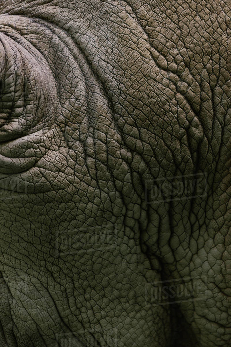 Full frame image of white rhino skin background - Stock Photo - Dissolve