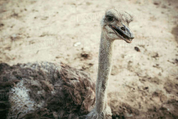 High angle view of ostrich standing on ground at zoo - Stock Photo ...