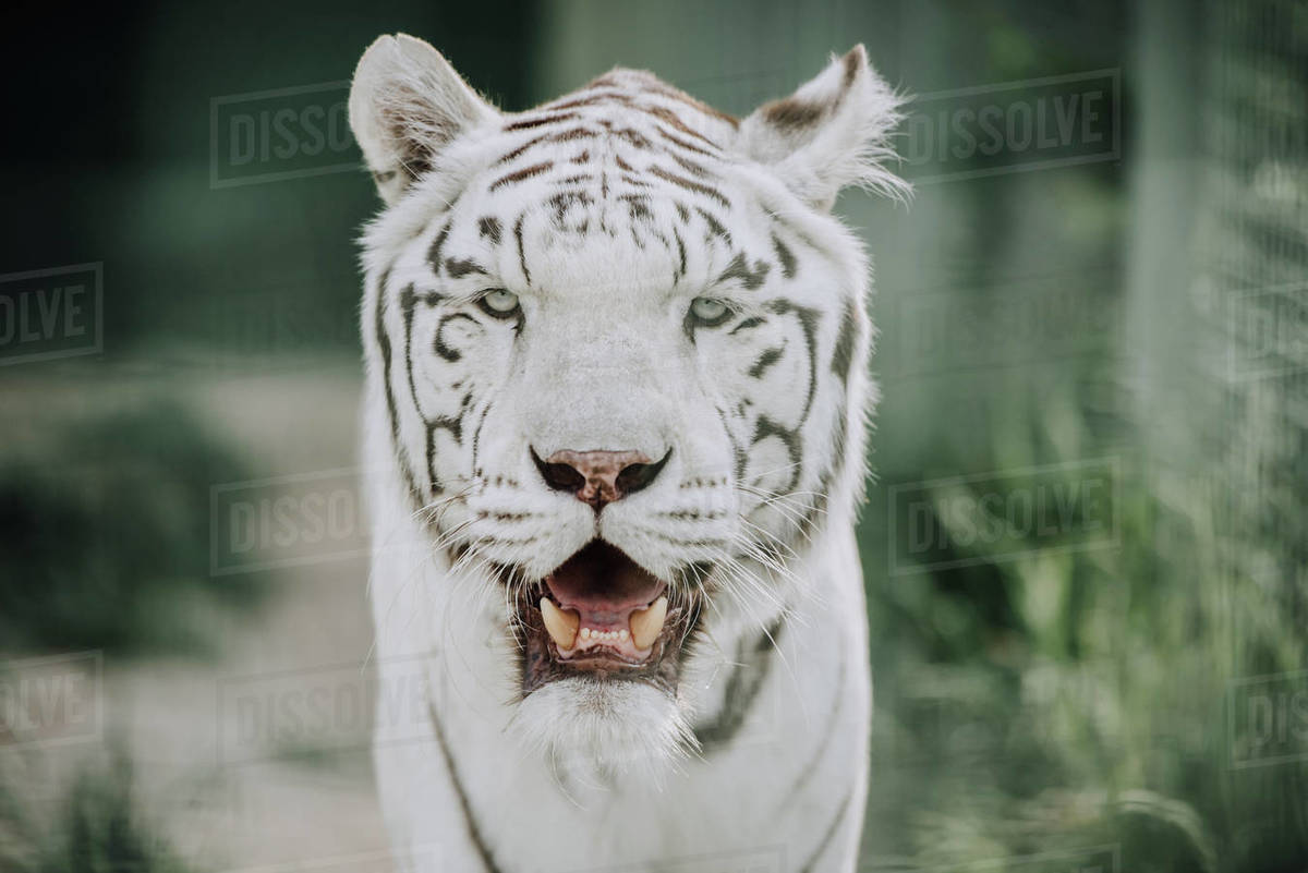Beautiful White Tiger Wallpaper 500+ White Tiger Pictures [HD]