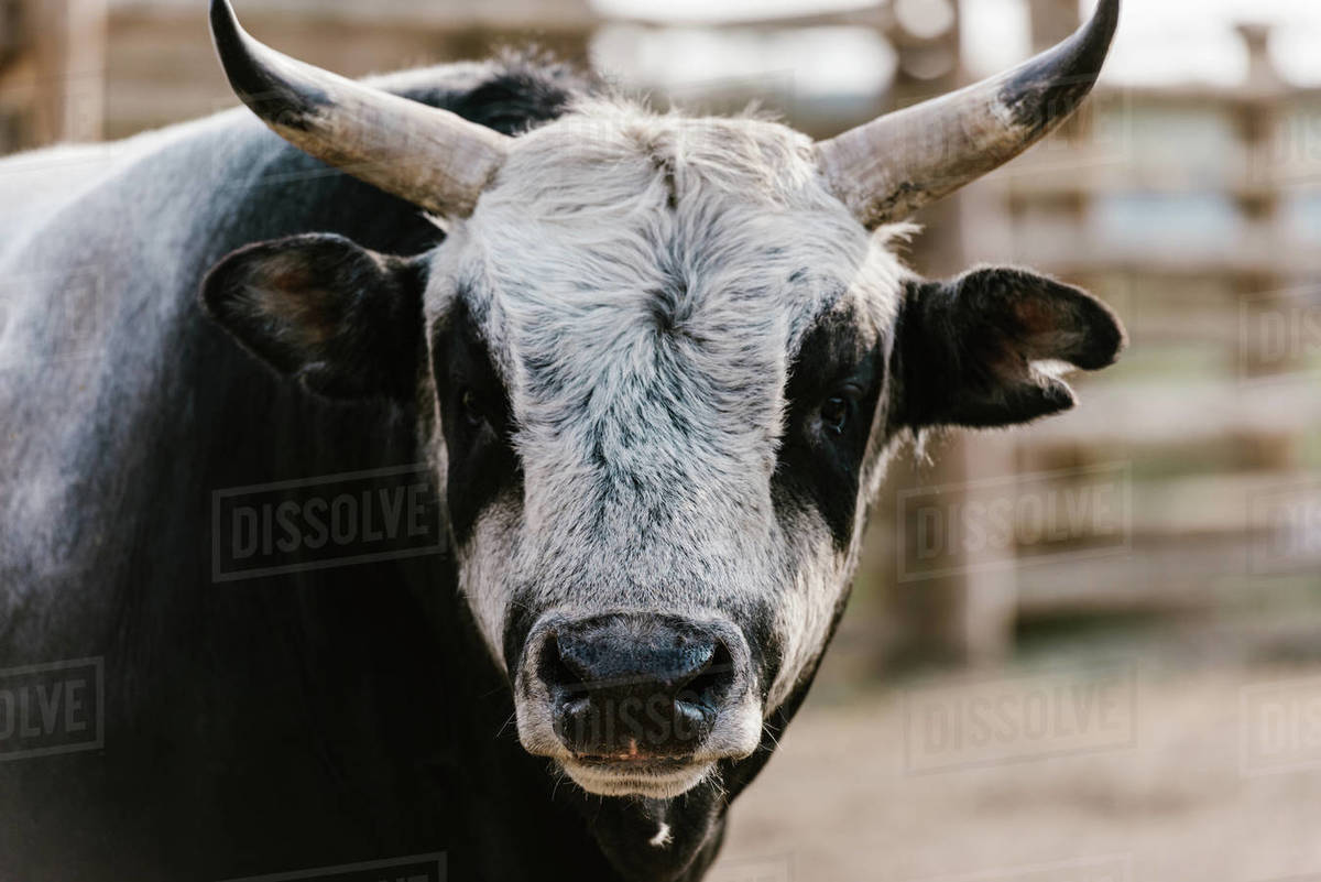 Close up view of domesticated bull at zoo - Royalty-free Stock Photo ...