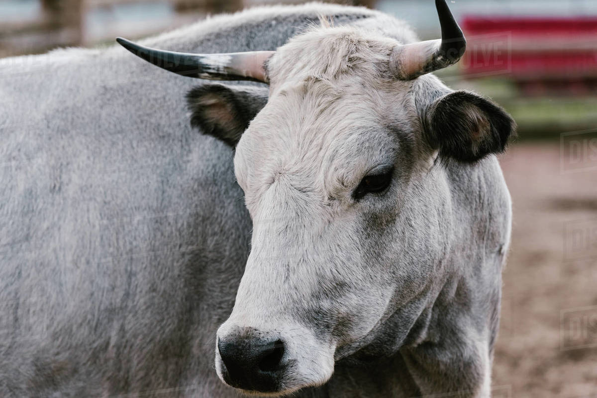 Close up view of domesticated bull at zoo - Royalty-free Stock Photo ...