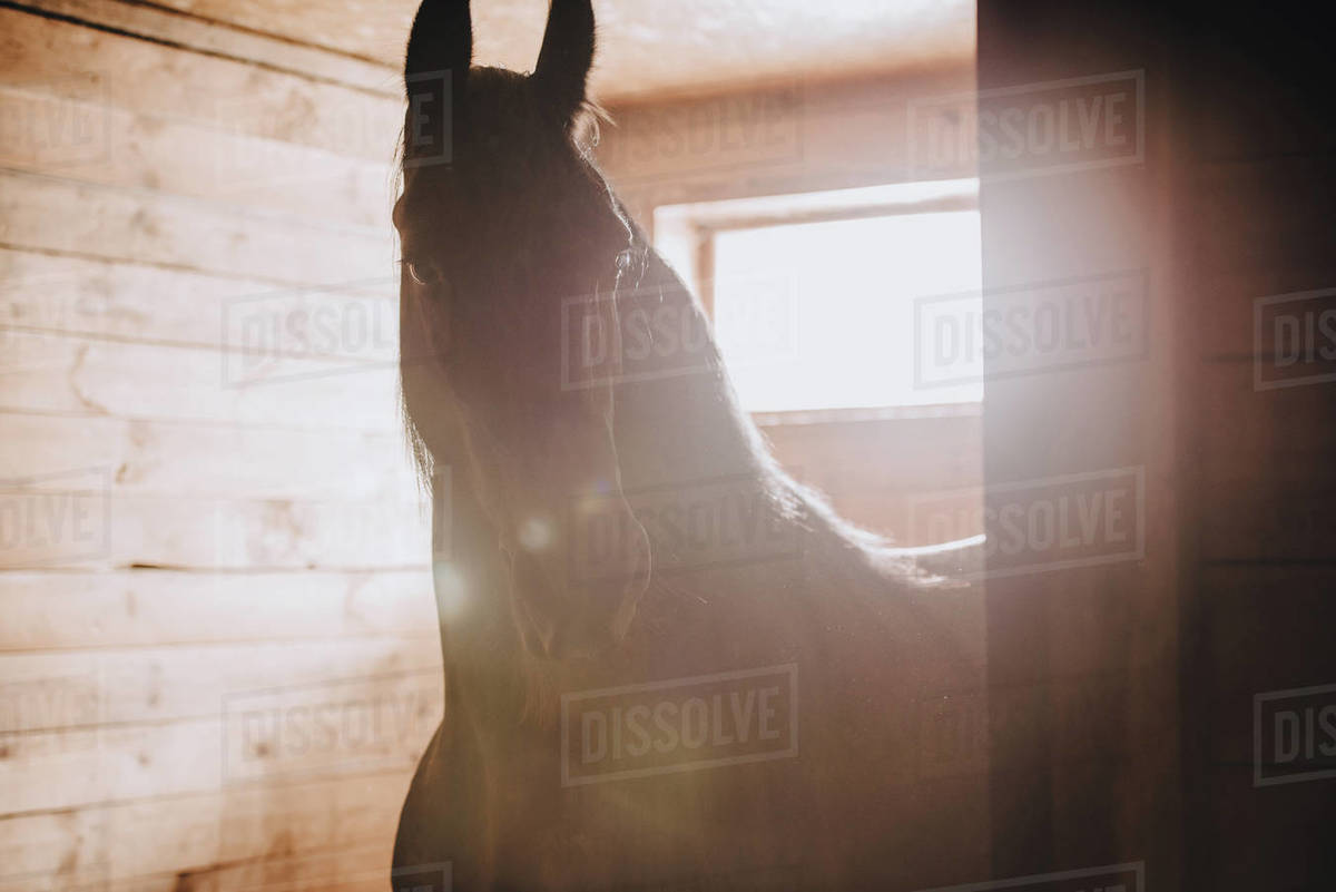 Selective focus of beautiful horse in standing stall at zoo - Stock ...