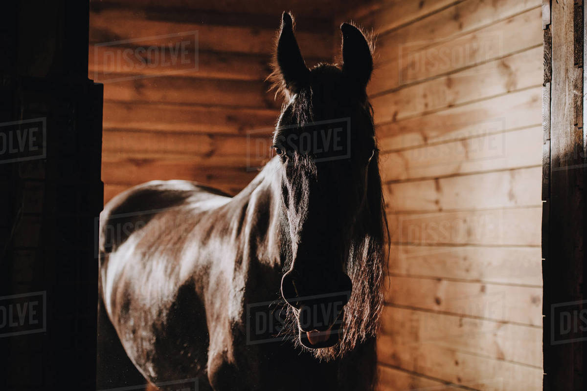 Selective focus of beautiful horse in standing stall at zoo - Stock ...