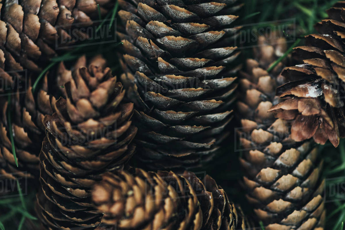 full frame image of pine cones background - Stock Photo - Dissolve
