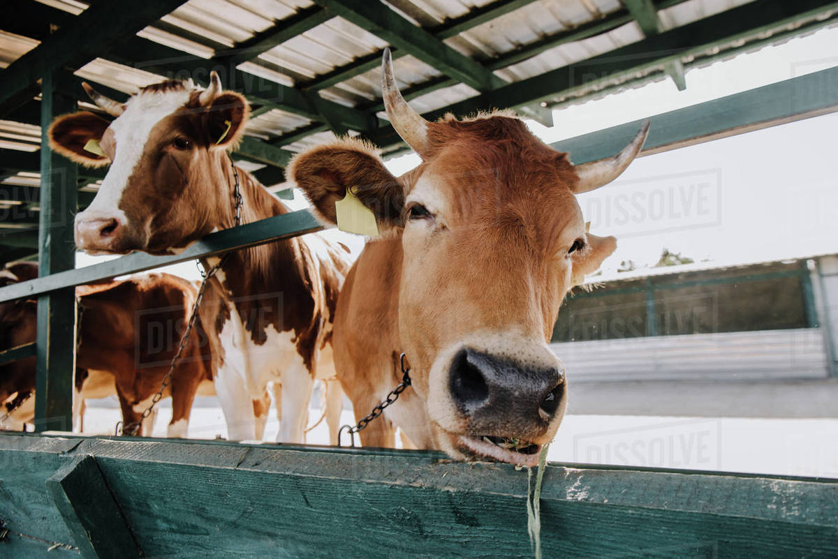 Portrait of domestic beautiful cow standing in stall at farm - Royalty ...