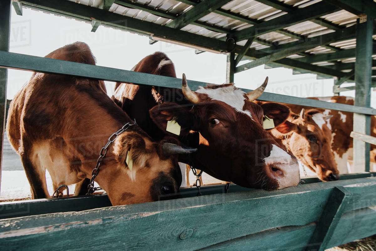 Brown domestic cows eating in stall at farm - Royalty-free Stock Photo ...