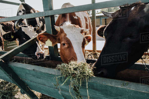 Beautiful domestic cows eating hay in barn at farm - Royalty-free Stock ...
