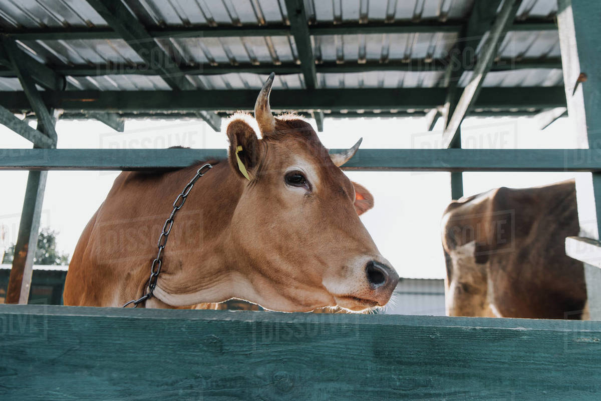 Brown domestic cow standing in stall at farm - Stock Photo - Dissolve