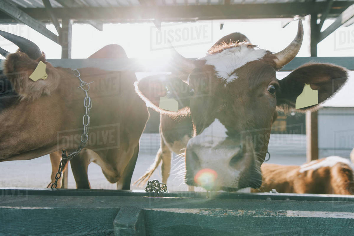 Domestic beautiful cows standing in stall at farm with sunlight on ...
