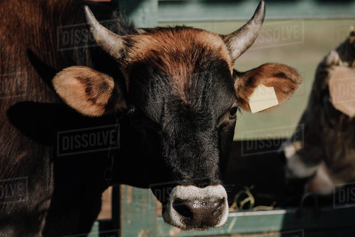 Portrait of domestic cow standing in stall at farm - Royalty-free Stock ...
