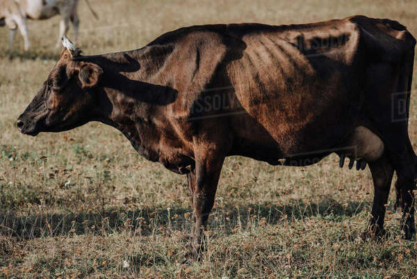 Selective focus of black cow grazing on meadow in countryside - Royalty ...