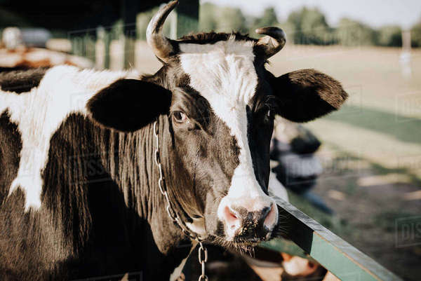 Portrait of domestic beautiful cow standing in stall at farm - Royalty ...