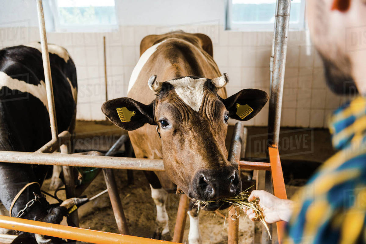 Cropped image of farmer feeding cow with hay in stable - Royalty-free ...