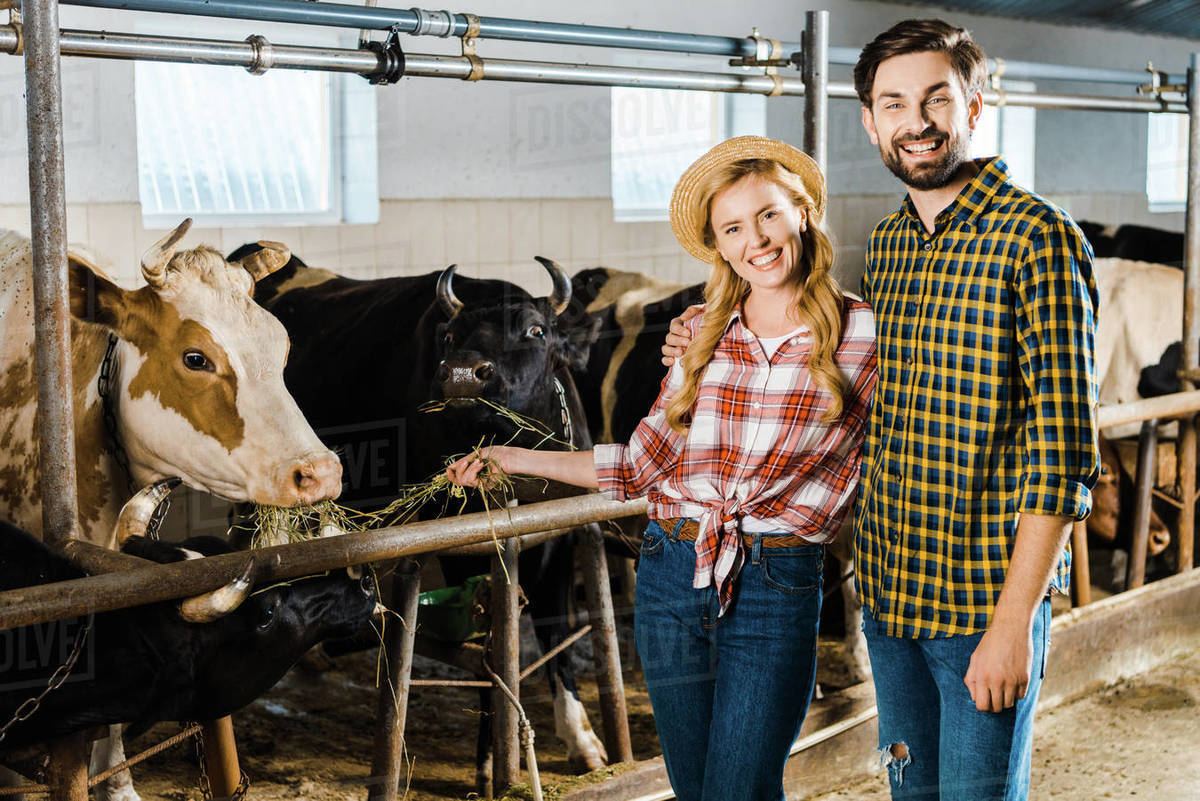 Smiling couple of farmers feeding cows with hay in stable and looking ...
