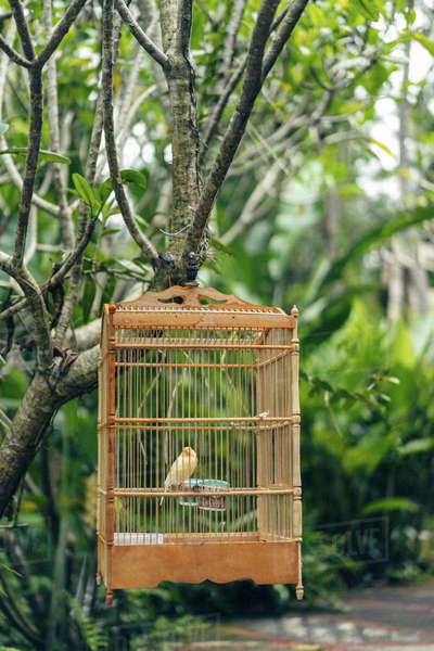 Close up view of little bird in wooden cage that hanging on tree ...