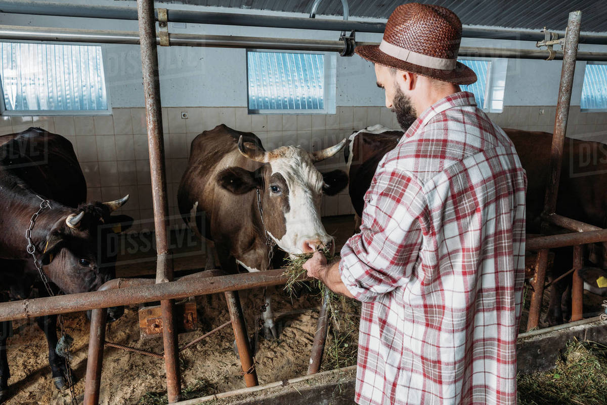 bearded male farmer feeding cows with hay in stall - Royalty-free Stock ...