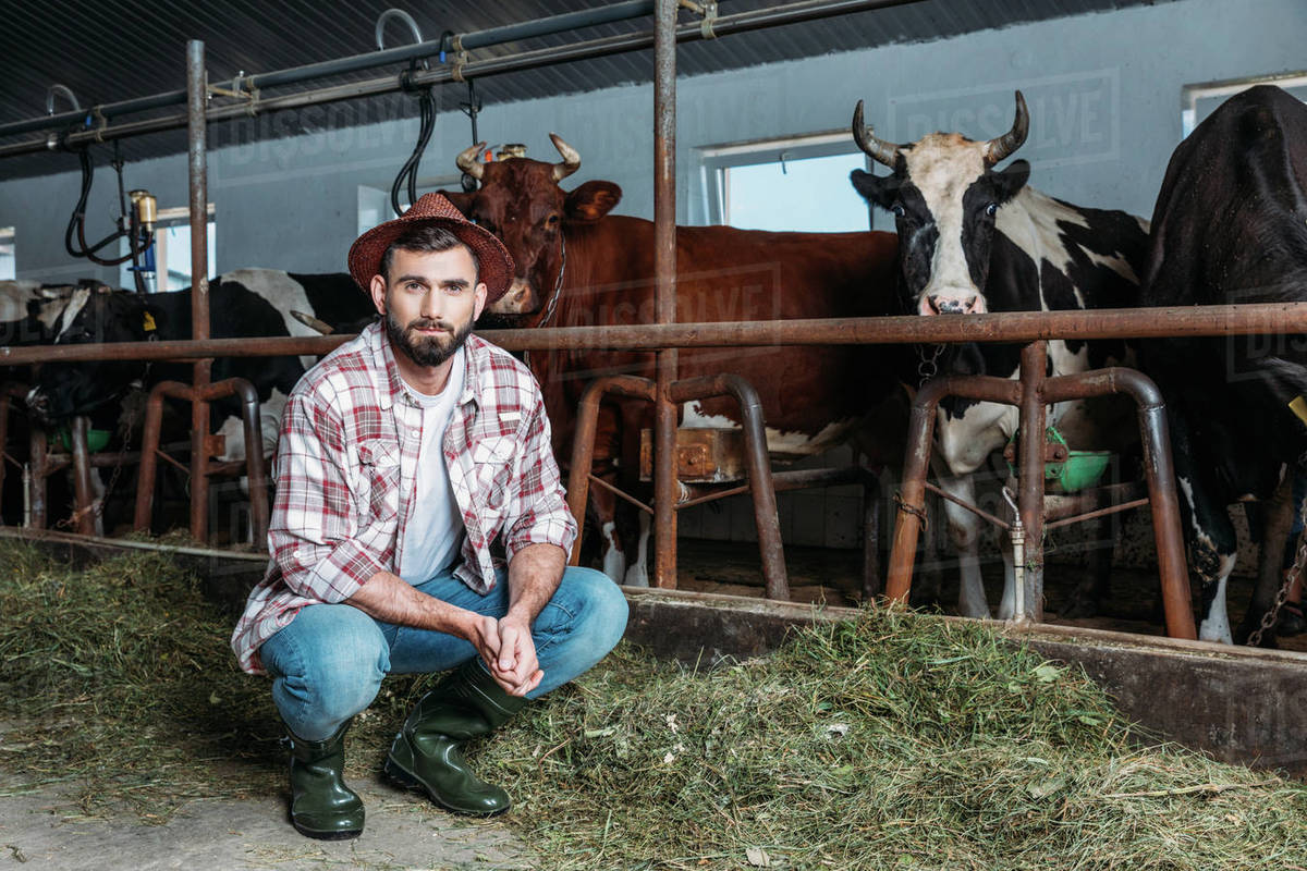 handsome bearded farmer looking at camera while crouching near cows in ...
