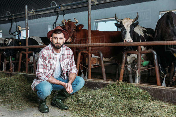 handsome bearded farmer looking at camera while crouching near cows in ...