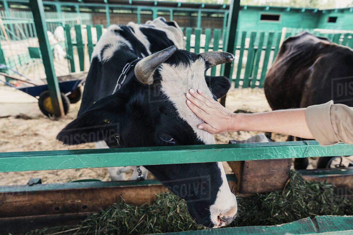 cropped shot of farmer stroking and feeding cow with hay in stall ...