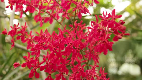 Cluster of bright red dendrobium orchids. - HD Rights-managed Stock ...