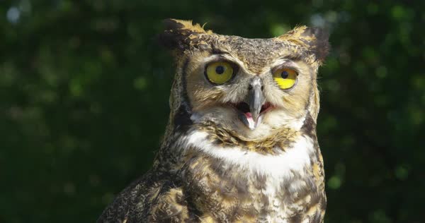 Tight close up of an owl with open beak panting. - Stock Video Footage ...
