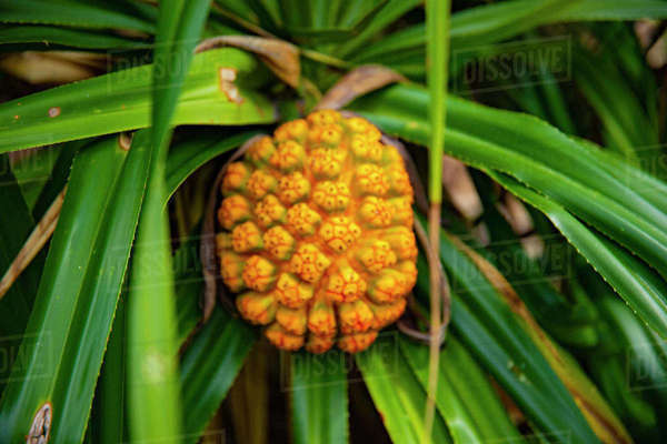 Yellow tropical fruits. Amami oshima district Naze Kagoshima Japan - 05 ...