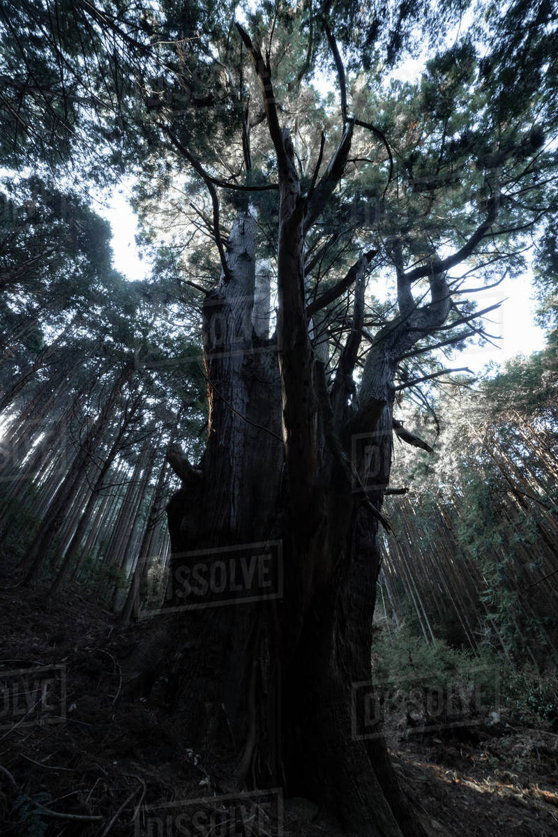 A Japanese big cedar tree in the mysterious forest daytime - Stock ...