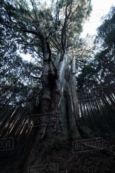 A Japanese big cedar tree in the mysterious forest daytime - Stock ...