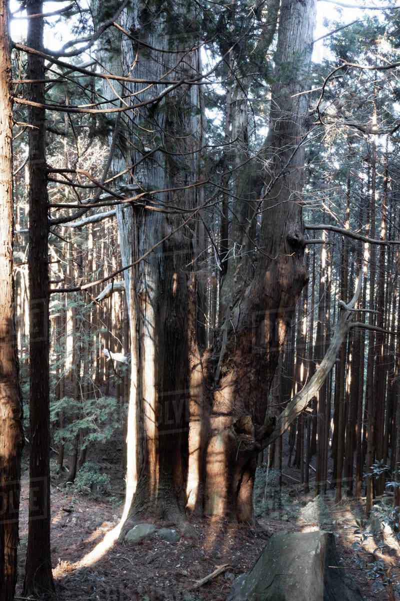 A Japanese big cedar tree in the mysterious forest daytime - Stock ...