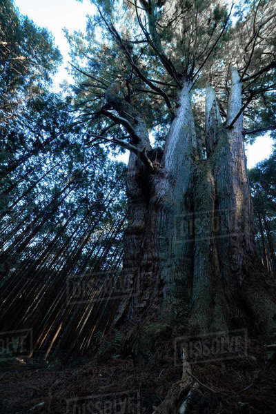 A Japanese big cedar tree in the mysterious forest daytime - Stock ...