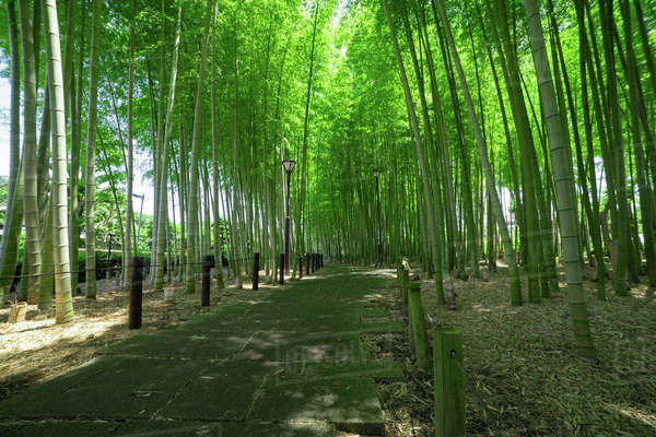 A green bamboo forest in spring sunny day wide shot - Stock Photo ...