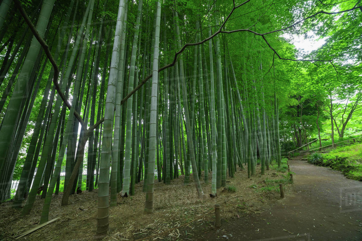 A Bamboo trail at Tonogayato park in Kokubunji Tokyo wide shot - Stock ...